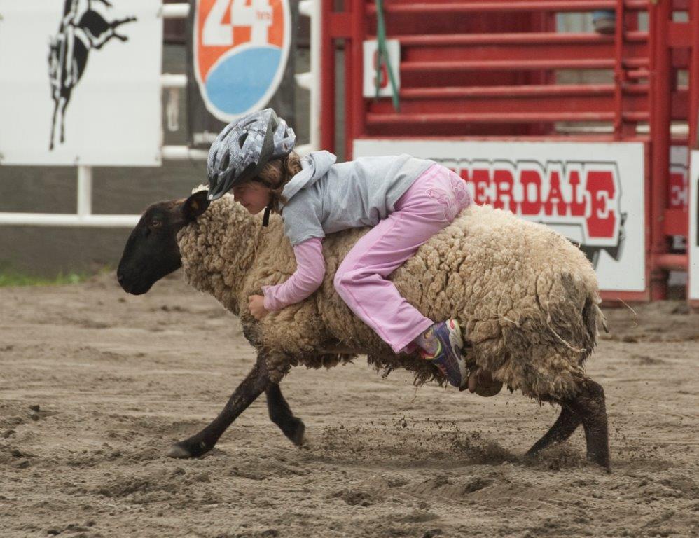 Mutton Bustin | Cloverdale Rodeo and Country Fair