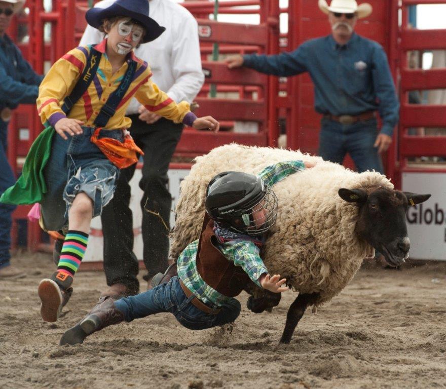 Mutton Bustin | Cloverdale Rodeo and Country Fair